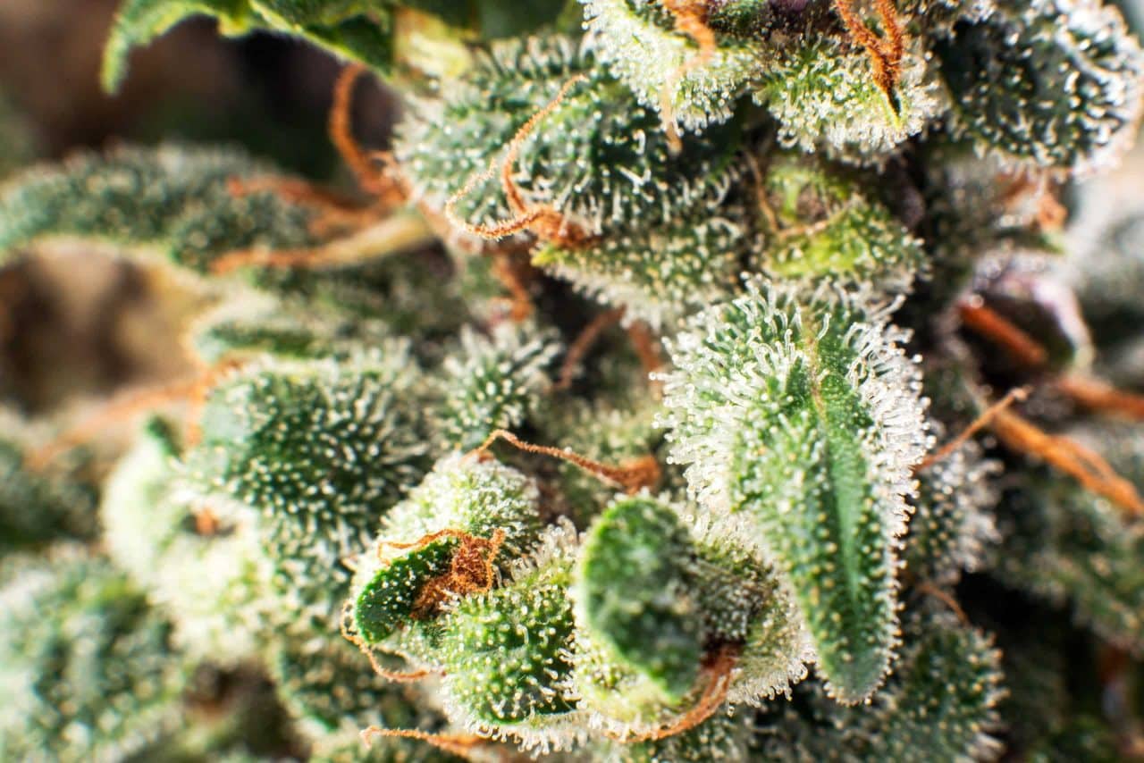 Bud Ripening - Understanding Over Ripe Buds and Under Ripe Buds ...