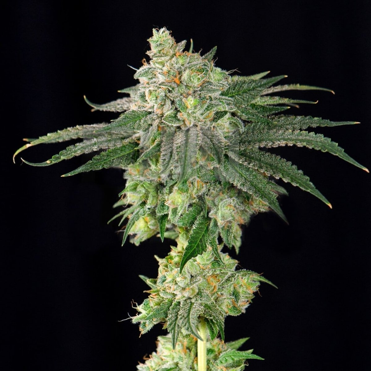 3 Kings Seeds – Premium Cultivars