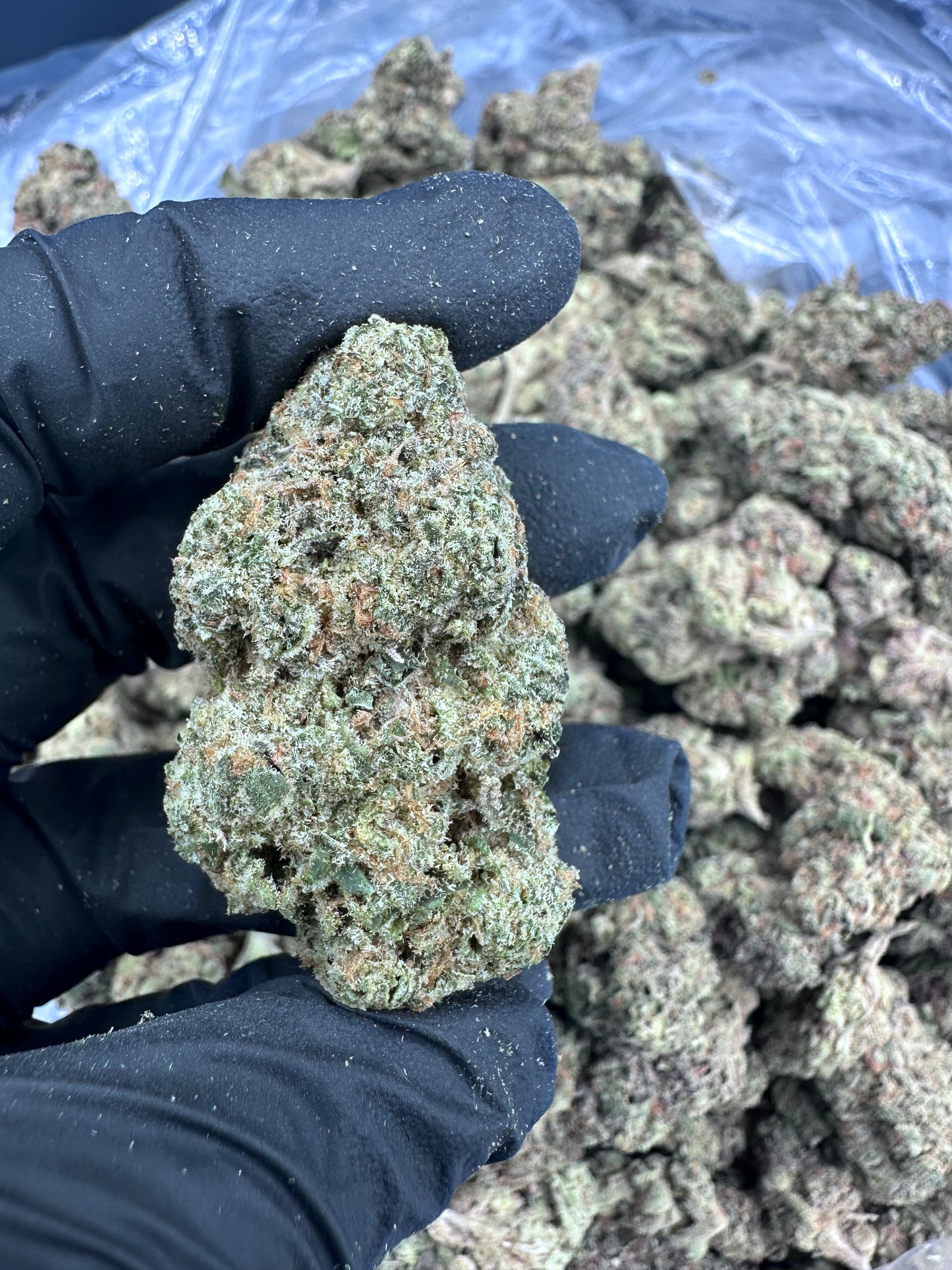 Girl Scout Cookies THCA Flower – Premium Cultivars