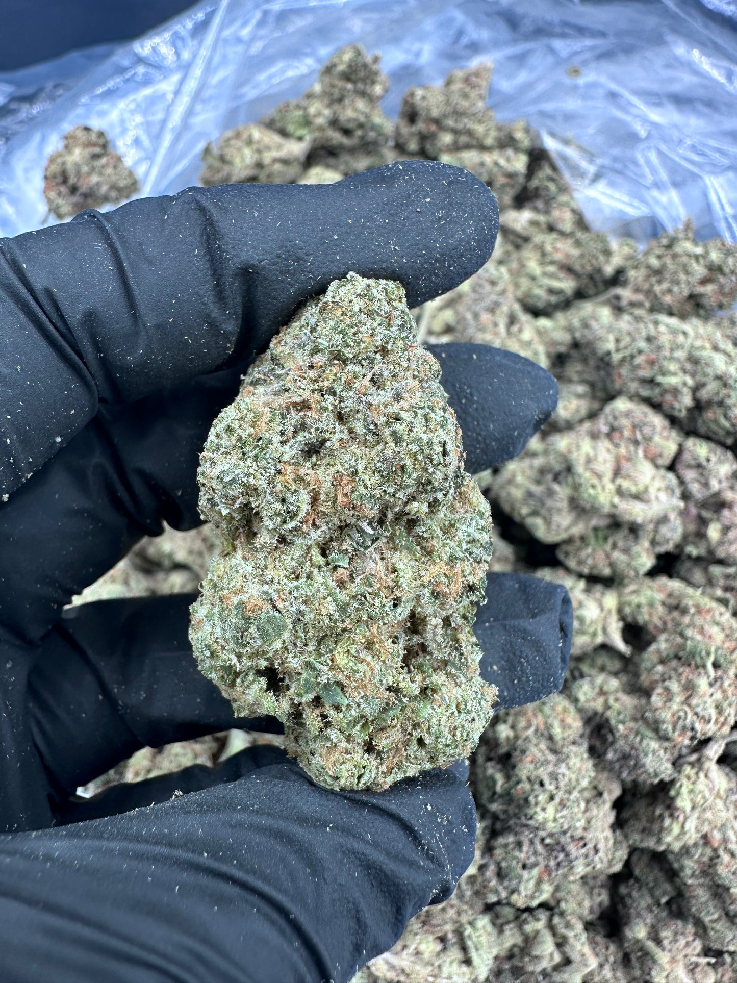 Girl Scout Cookies THCA Flower – Premium Cultivars