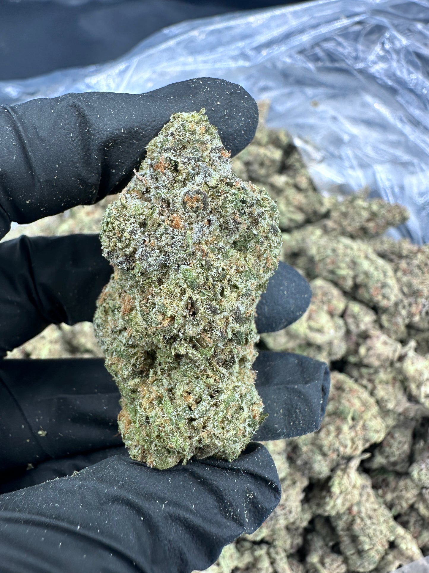Girl Scout Cookies THCA Flower – Premium Cultivars