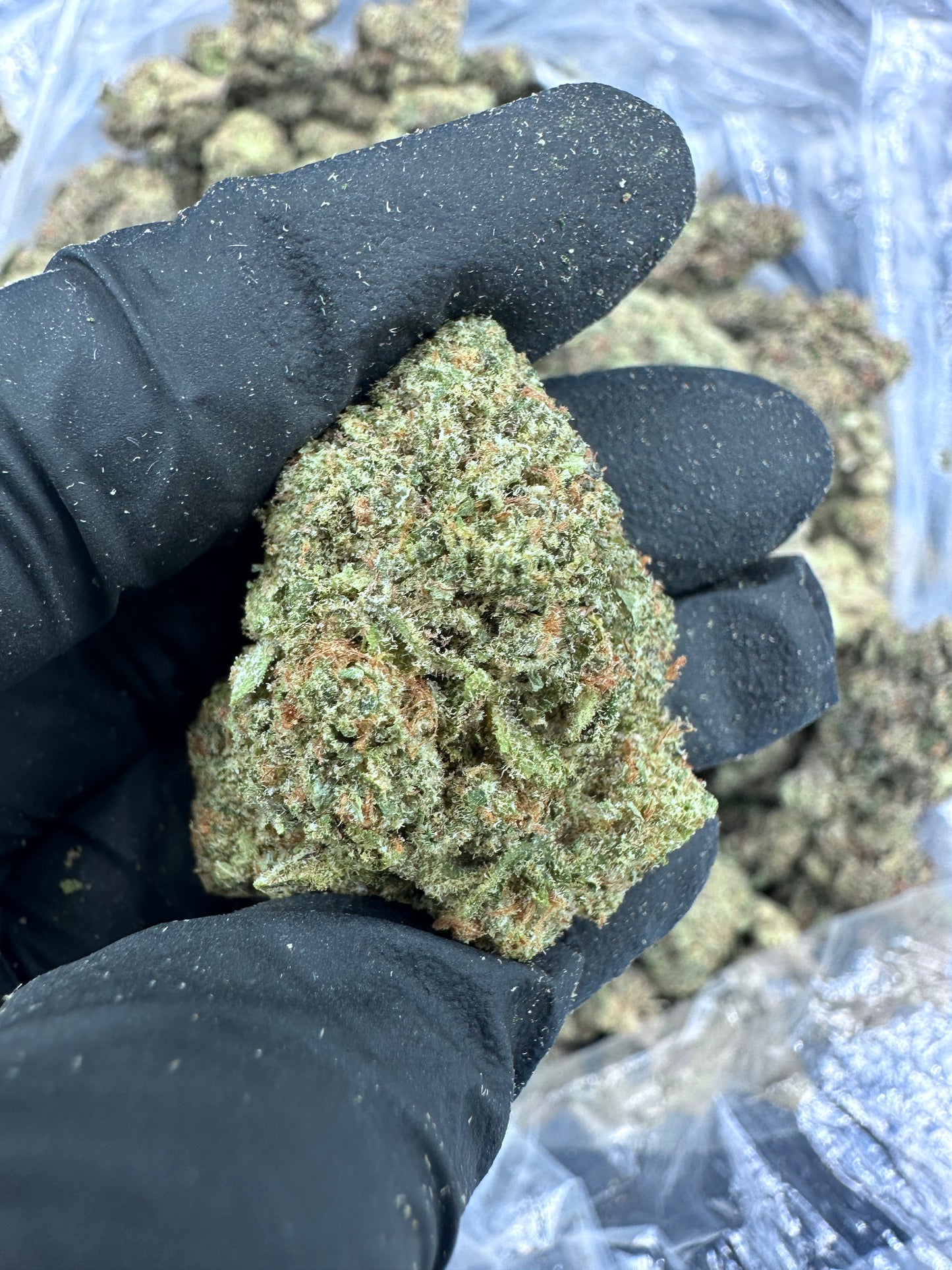 Girl Scout Cookies THCA Flower – Premium Cultivars