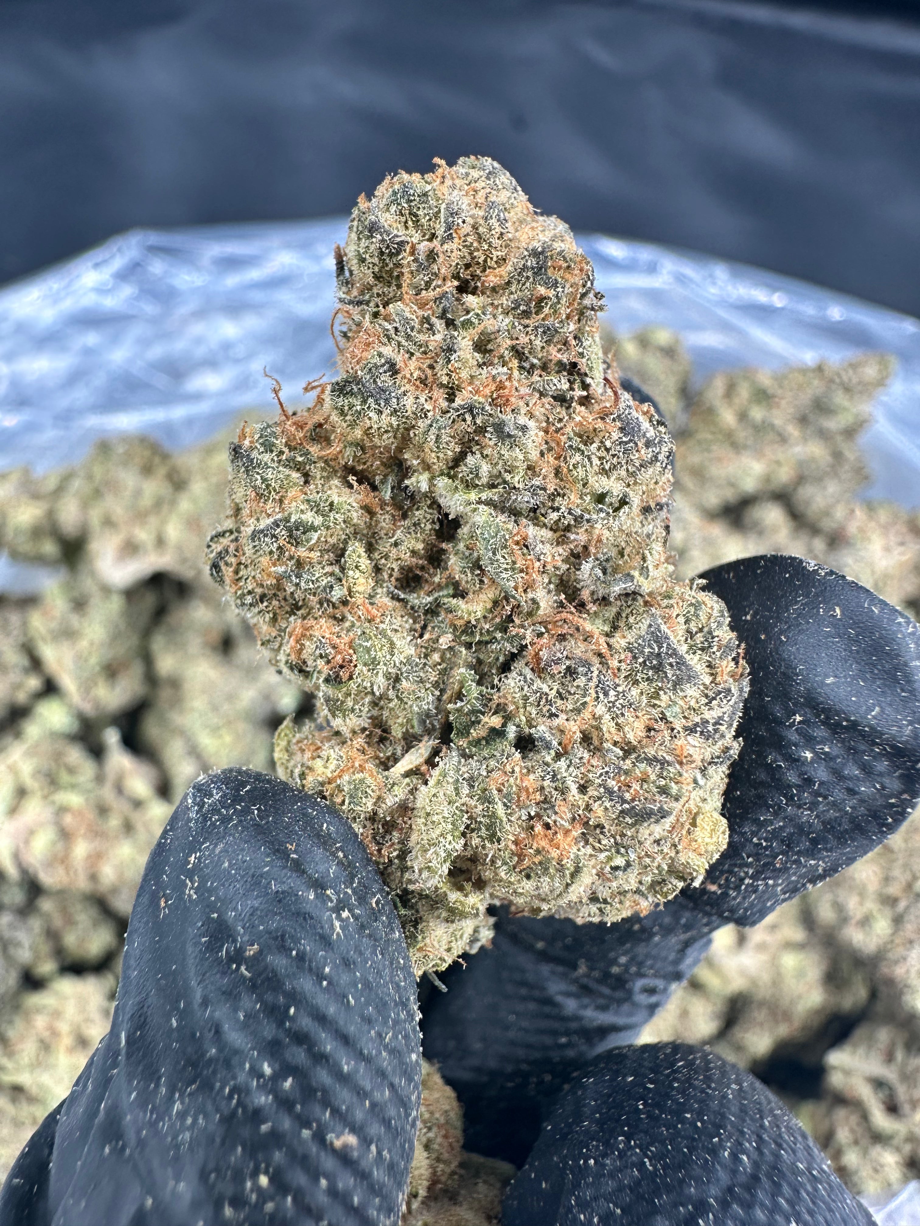 Miracle Alien Cookies (MAC) THCA Flower (Copy) – Premium Cultivars