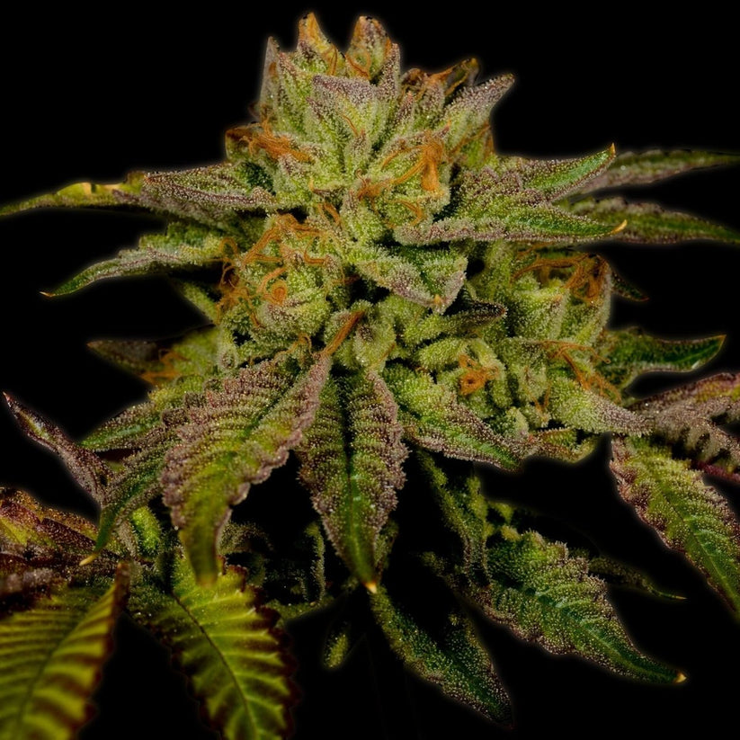 Cherry Pie Autoflower Seeds – Premium Cultivars