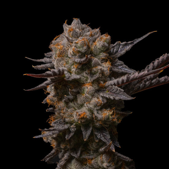 Coochie Runtz Seeds – Premium Cultivars