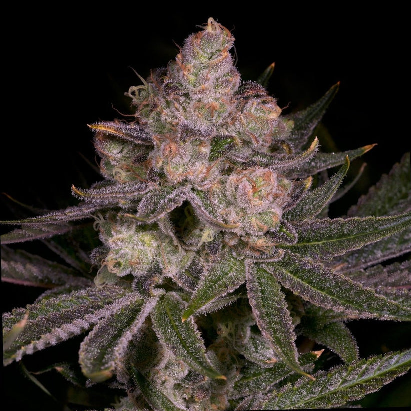 Buy Crescendo Cannabis Seeds – Premium Cultivars