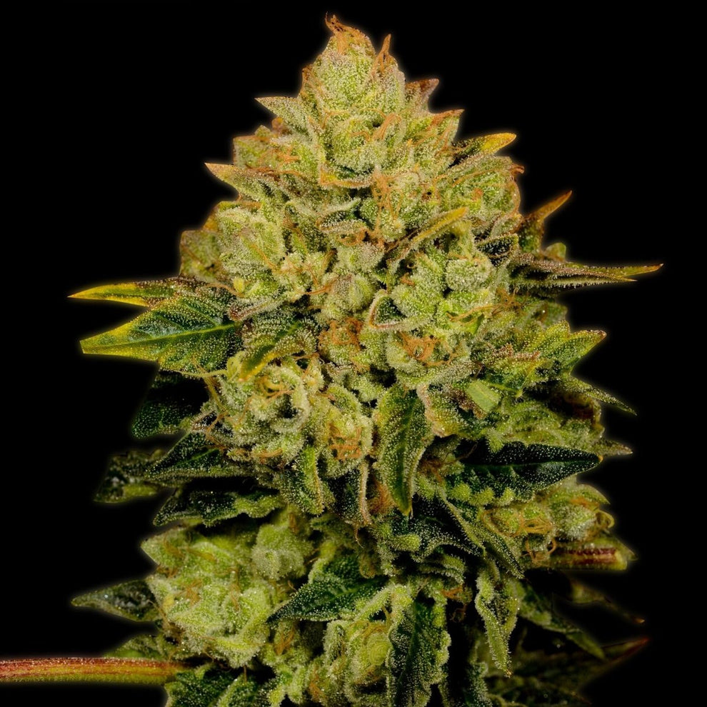 Critical Mass Autoflower Seeds – Premium Cultivars