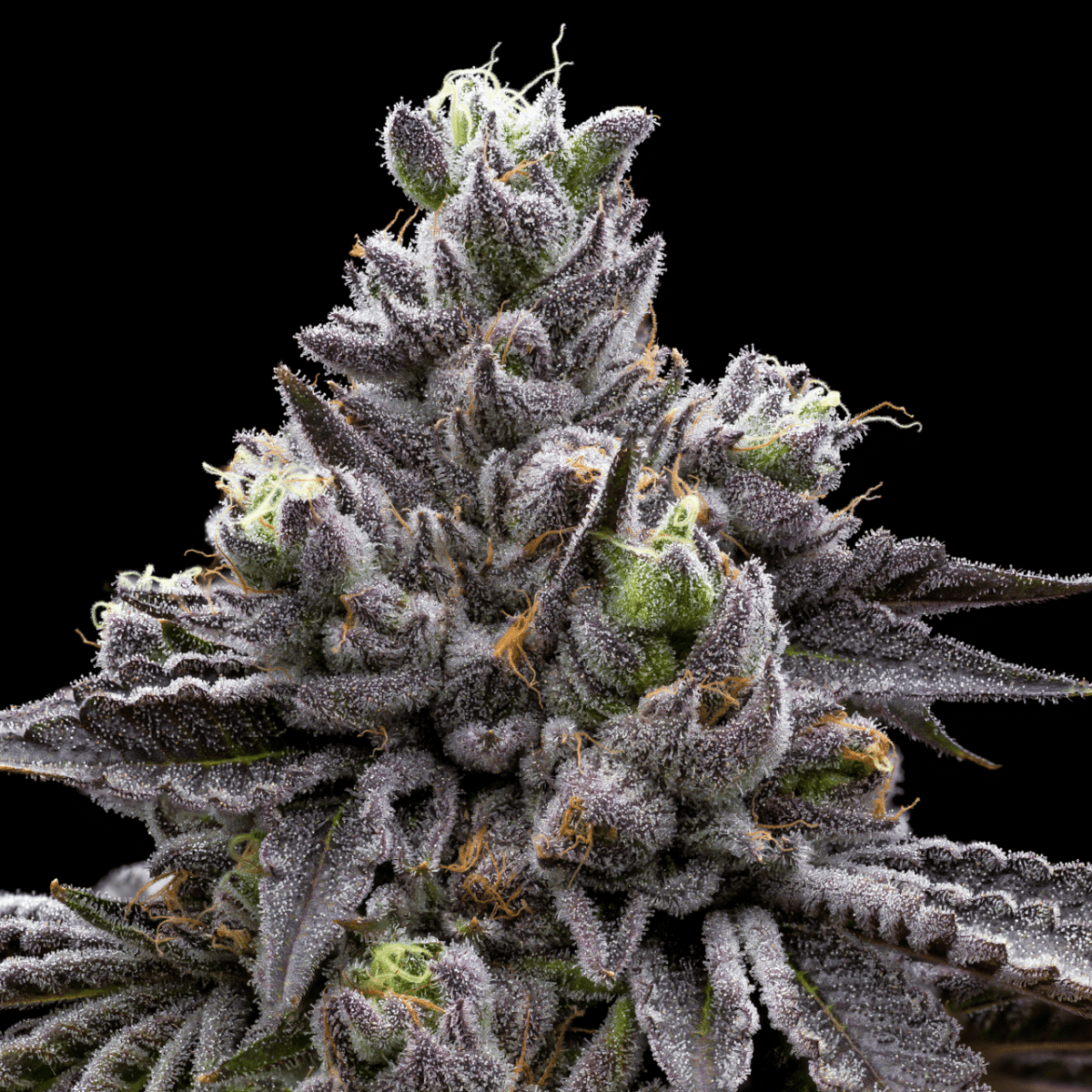 Buy Gastro Pop Cannabis Seeds – Premium Cultivars