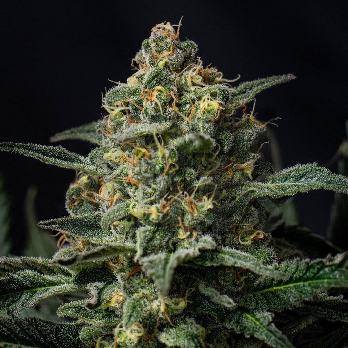 High Yield Autoflowers – Premium Cultivars