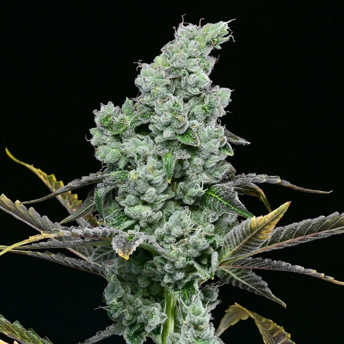 Horchata Seeds – Premium Cultivars