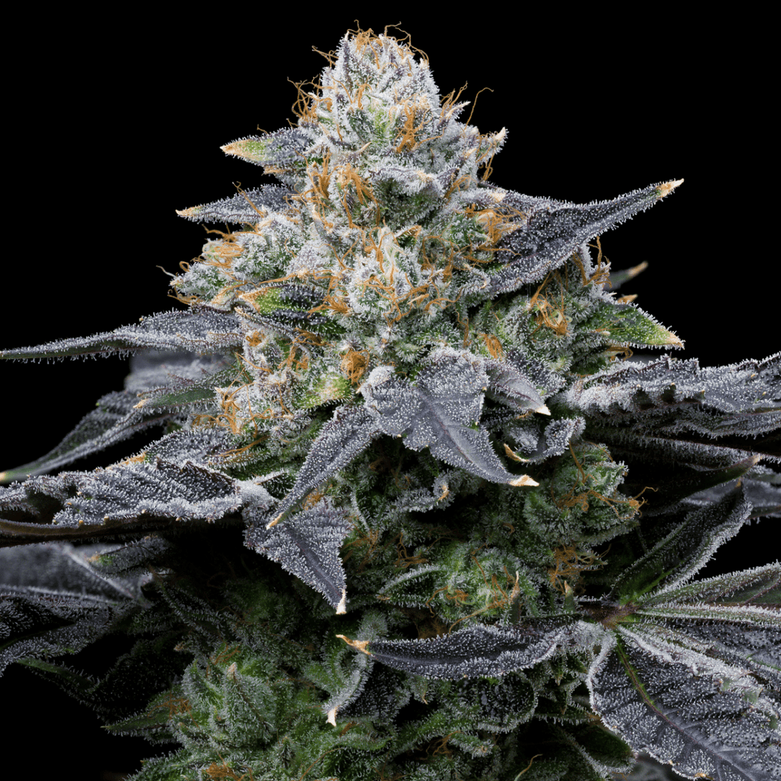 MAC 1 Melon Autoflower Seeds – Premium Cultivars