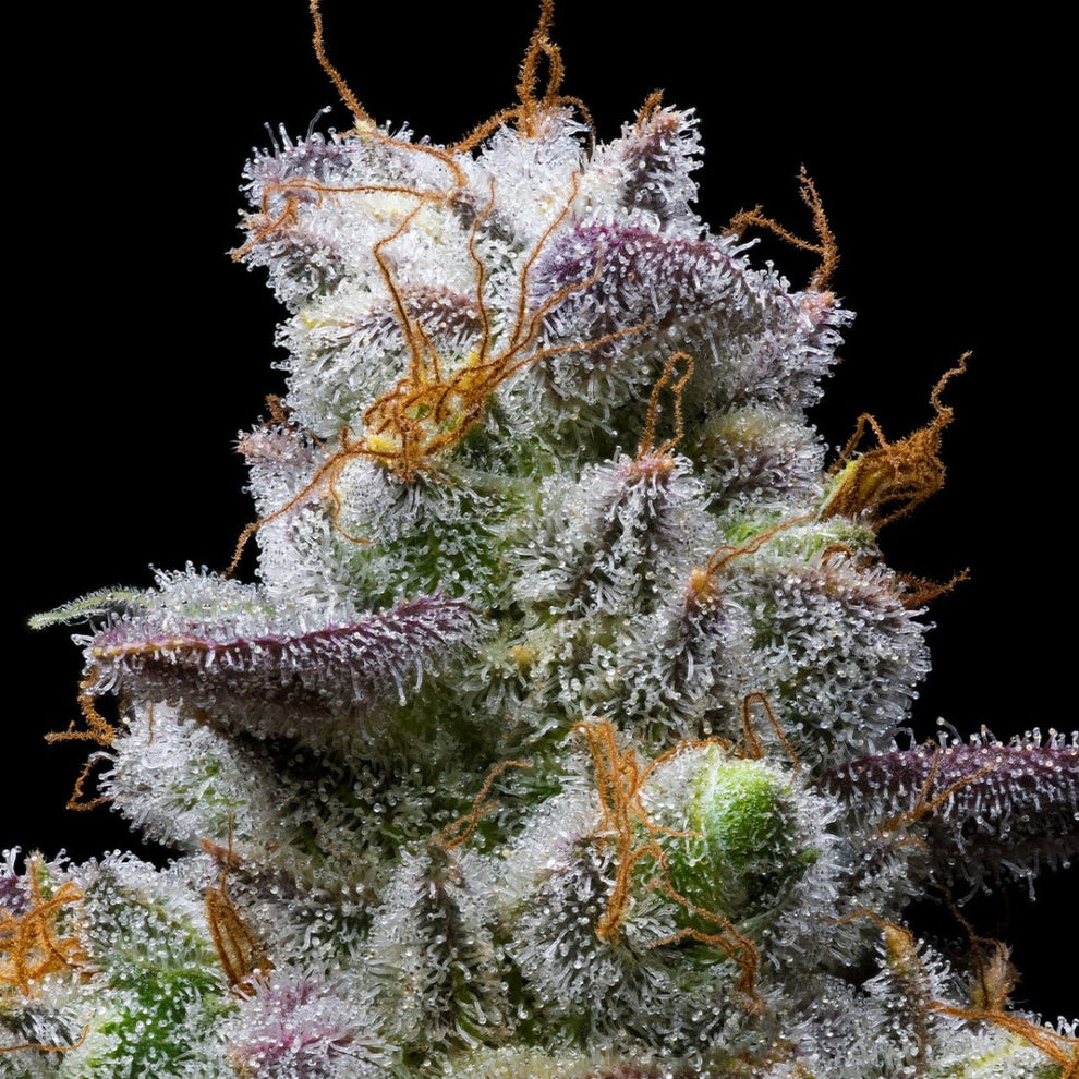 MAC 1 Seeds – Premium Cultivars