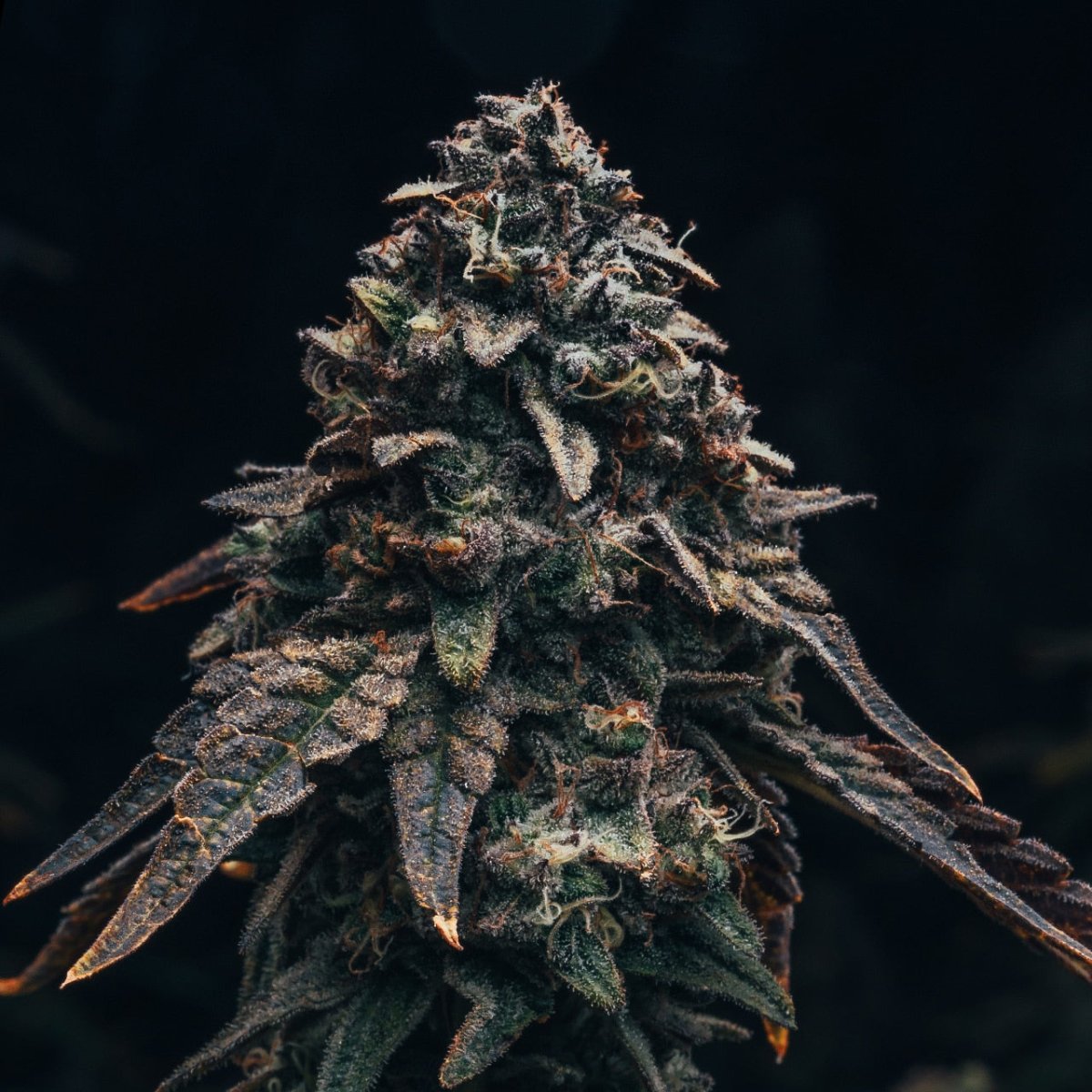 Marathon OG Seeds – Premium Cultivars