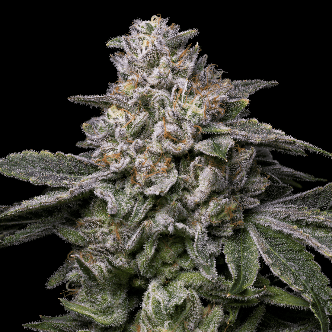 Buy Melonade Cannabis Seeds – Premium Cultivars