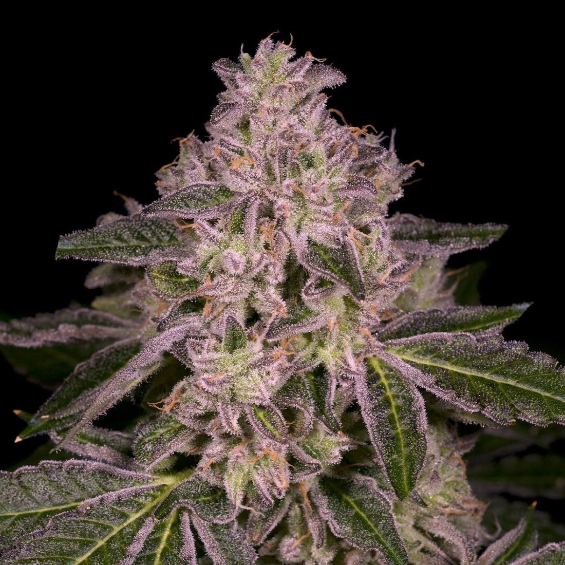Buy Mochi Cannabis Seeds – Premium Cultivars