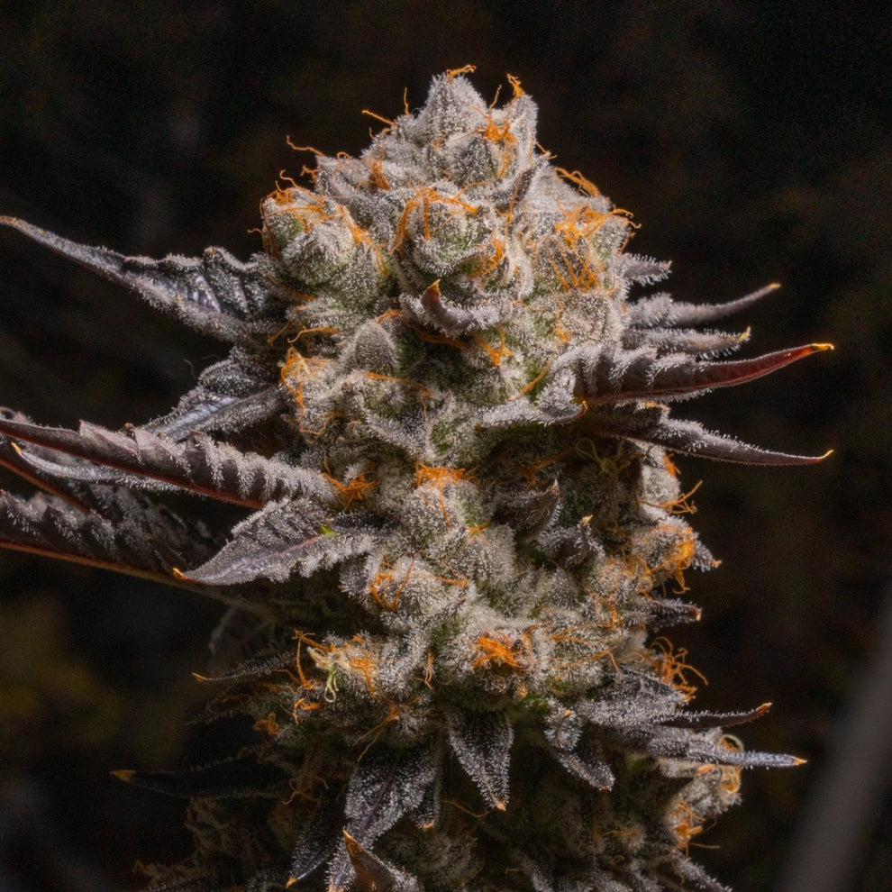 Pink Certz Seeds – Premium Cultivars