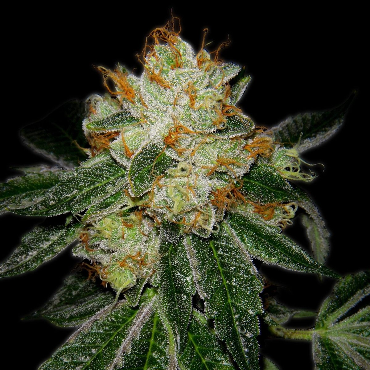 Silver Haze Autoflower Seeds – Premium Cultivars