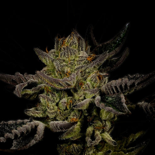 Trainwreck Seeds – Premium Cultivars